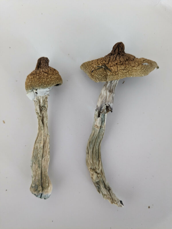 Testing for Truth Part 9: Caps vs Stems - Where Does the Psilocybin ...